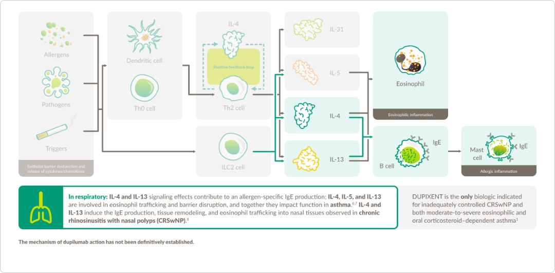 Sanofi - Products - Specialty Care - DUPIXENT® (DUPILUMAB)® (dupilumab)