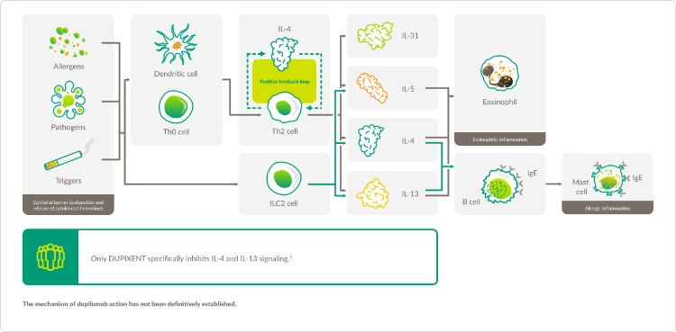 Sanofi - Products - Specialty Care - DUPIXENT® (DUPILUMAB)® (dupilumab)