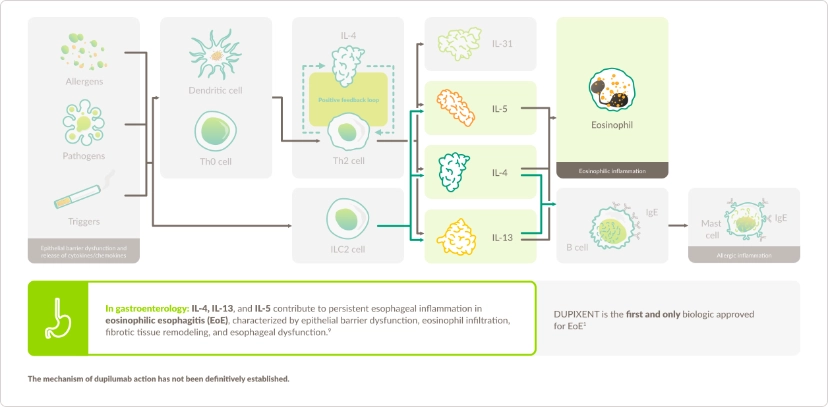 Sanofi - Products - Specialty Care - DUPIXENT® (DUPILUMAB)® (dupilumab)